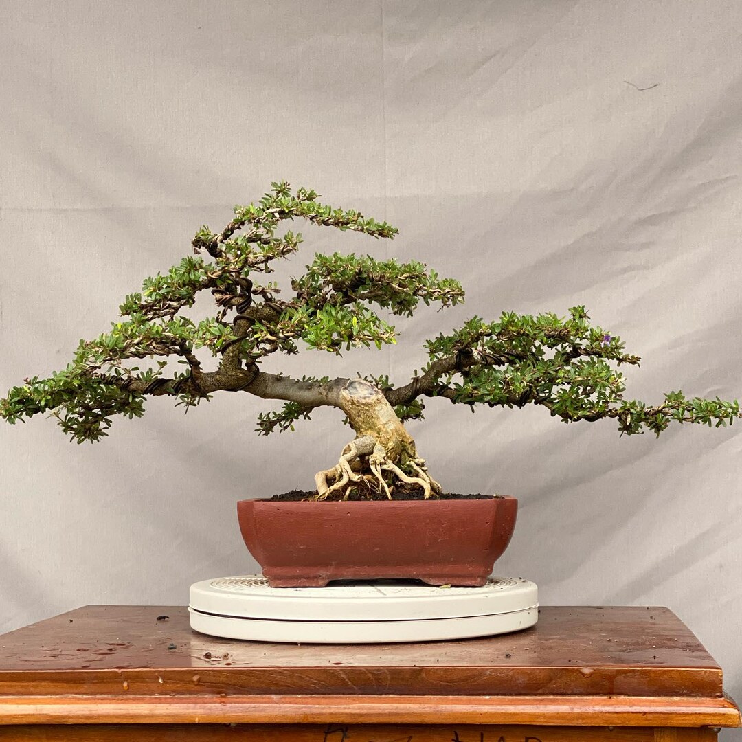 Life Tree. Bonsai Vietnamese Blue Bell. Trifidacanthus. Fragrant Purple ...