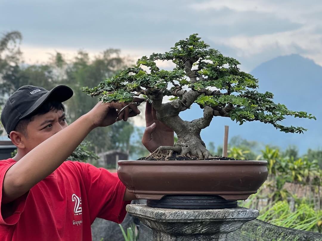 Life Tree. Bonsai Triphasia Trifolia - Etsy