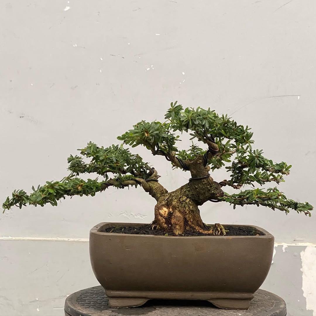 Life Tree. Bonsai Vietnamese Blue Bell. Trifidacanthus. Fragrant Purple ...