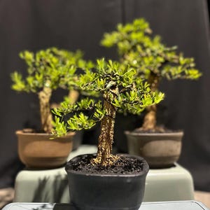 Wholesale Bonsai Tree. 6 Bonsai Buxus Boxwood Harland - Etsy