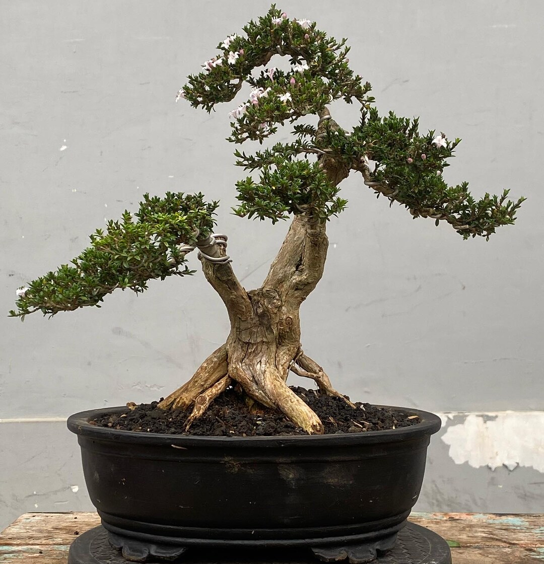 Life Tree. Bonsai Serissa Micro - Etsy