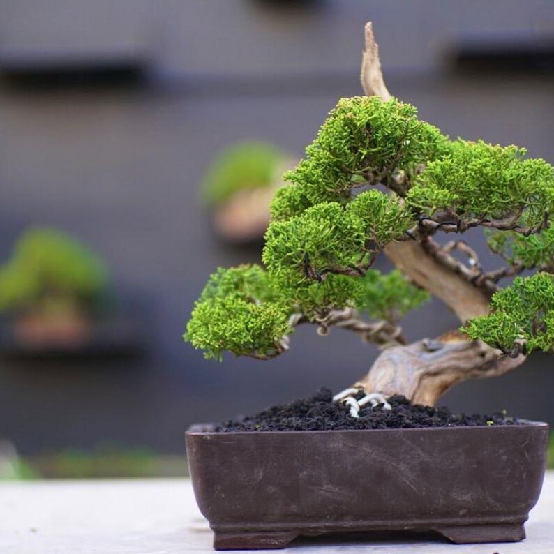 Life Tree. Bonsai Juniperus Itogawa Tanuki - Etsy