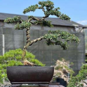 Life Tree. Bonsai Vietnamese Blue Bell. Trifidacanthus. Fragrant Purple ...