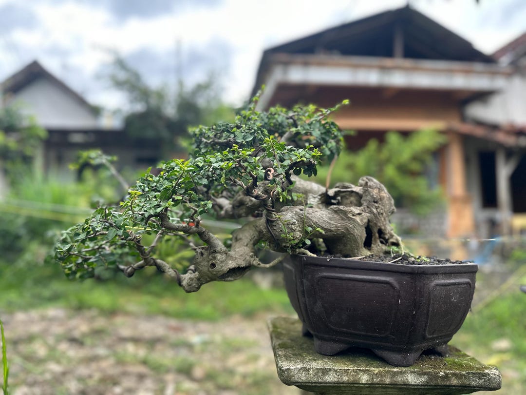 Life Tree. Bonsai Strubus Asper Medium Size With Phytosanitary - Etsy