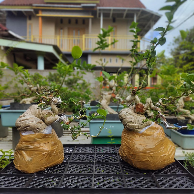 Pre Bonsai Starter. Stam Program. Twisting Trunk, Bonsai Premna ...