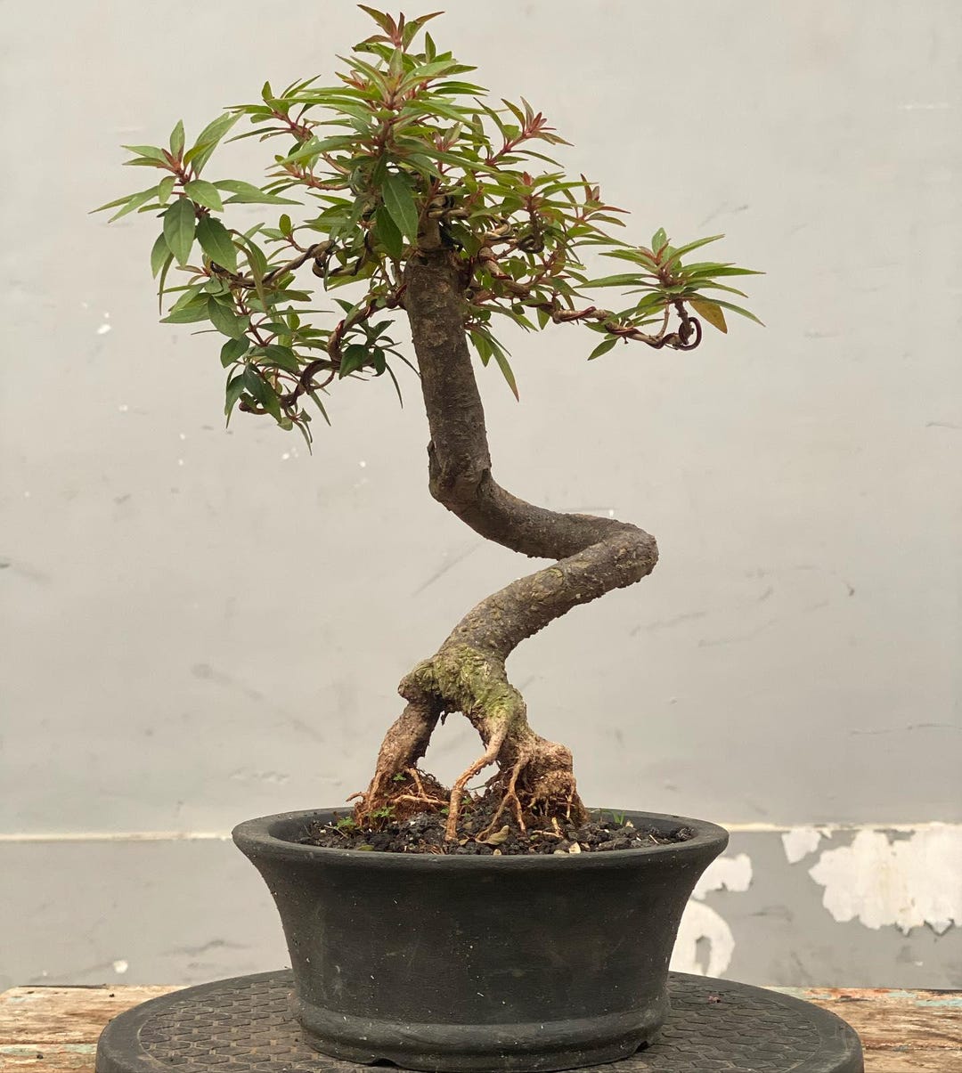 Life Tree. Bonsai Timonius Sp Micro - Etsy