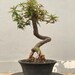 Life Tree. Bonsai Timonius Sp Micro - Etsy