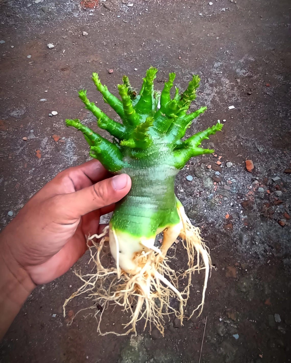 Desert Rose Adenium Godji X Big Fat With Phytosanitary - Etsy