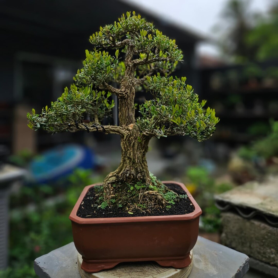 Life Tree. Bonsai Buxus Boxwood Harland. Boxus - Etsy