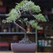 Life Tree. Bonsai Vietnamese Blue Bell. Trifidacanthus. Fragrant Purple ...