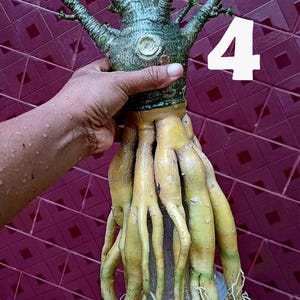 Actual Plant. Bonsai Desert Rose. Adenium Bonsai Arabicum Long Codex ...