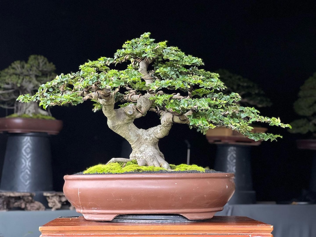 Life Tree. Triphasia Trifolia Bonsai Lime Berry Cherry Lime Red Lime ...
