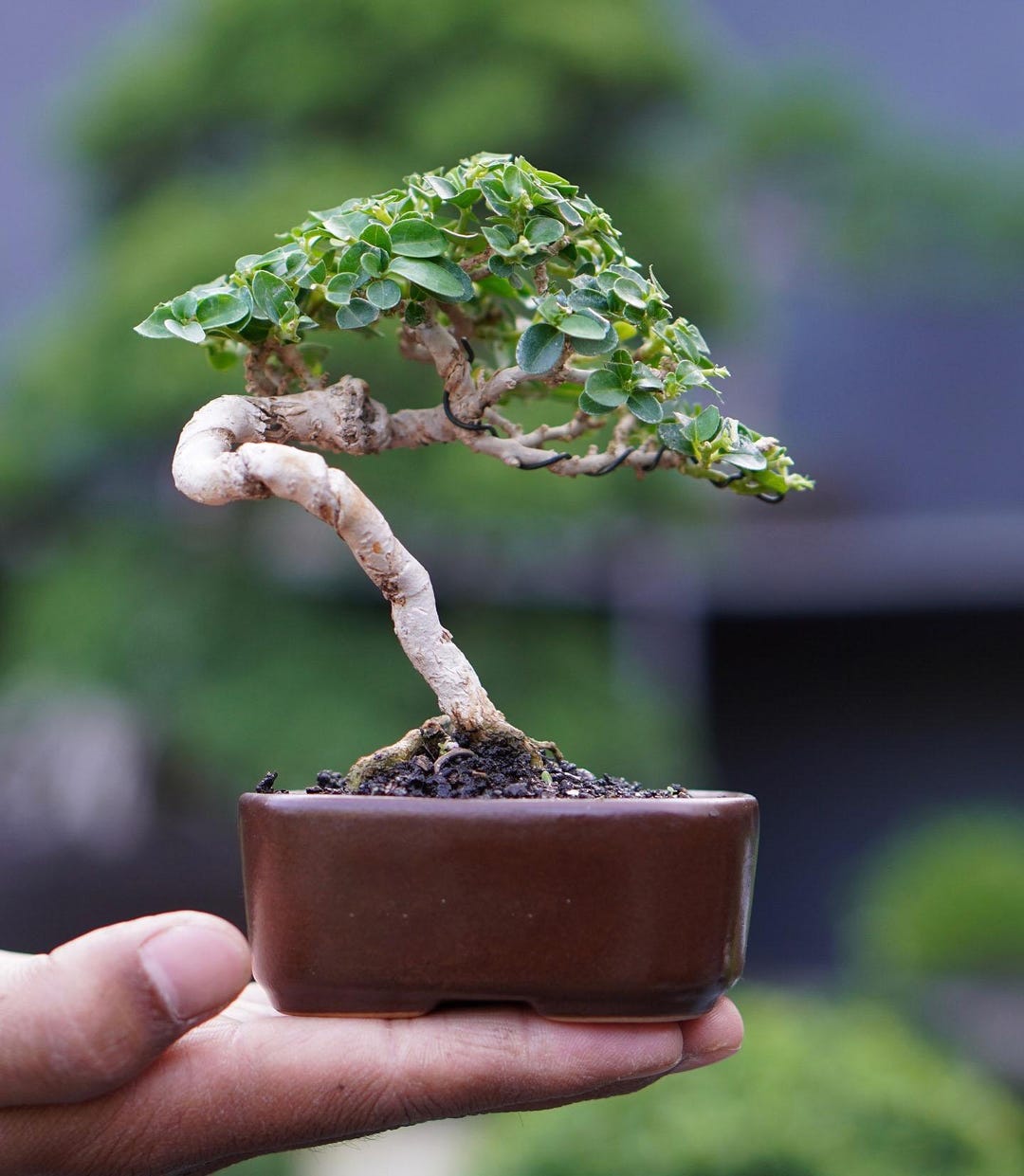 Life Tree. Bonsai Premna Microphyla - Etsy