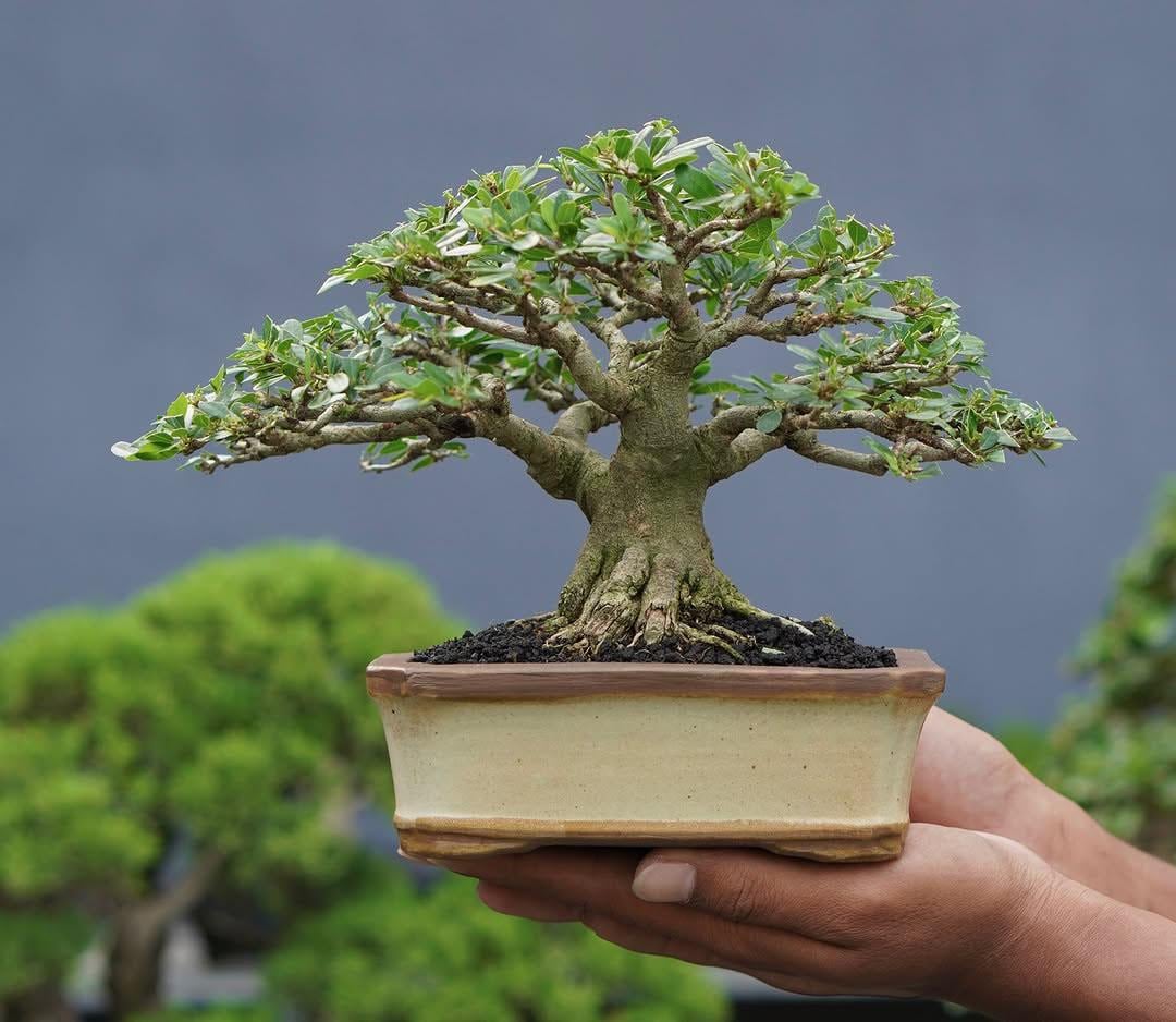 Bonsai Tree. Bonsai Vietnamese Blue Bell. Trifidacanthus. Fragrant ...