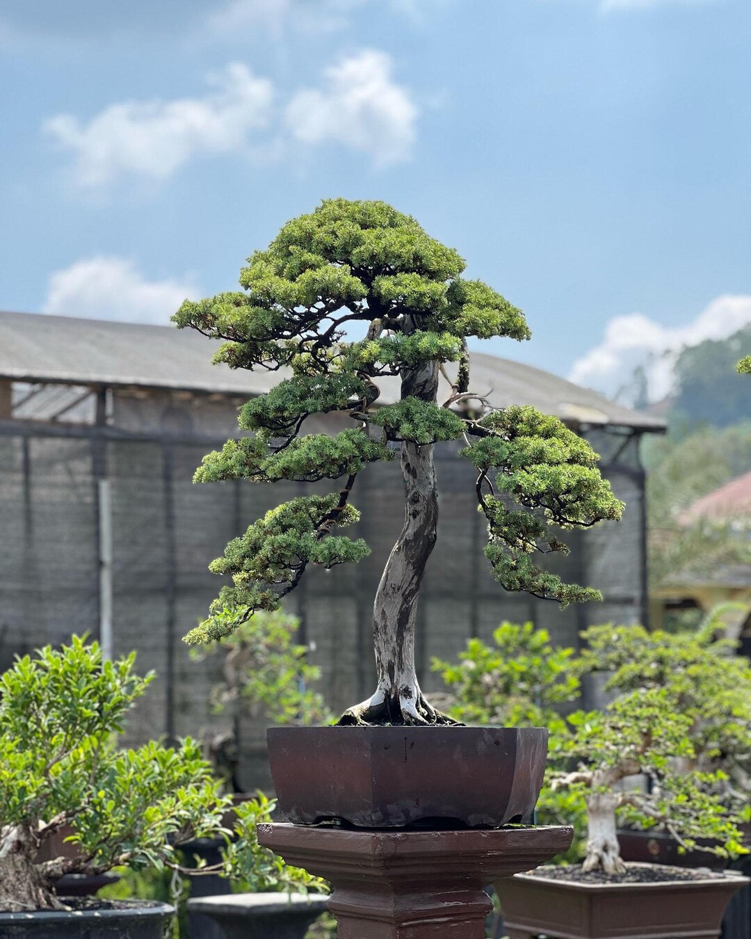 Life Tree. Bonsai Juniperus Rigida - Etsy
