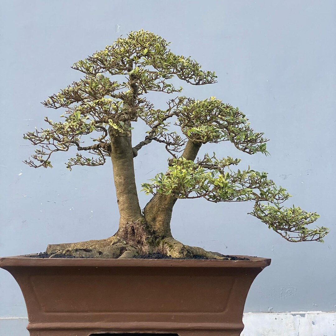Life Tree. Bonsai Ligustrum Variegata - Etsy