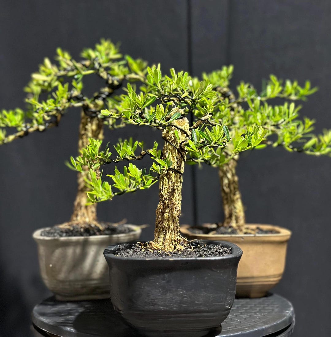 Wholesale Bonsai Tree. 6 Bonsai Buxus Boxwood Harland - Etsy