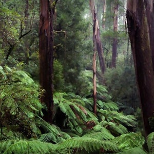 Custom Aquarium Background Fish Tank Decorations Pictures Forest Green ...