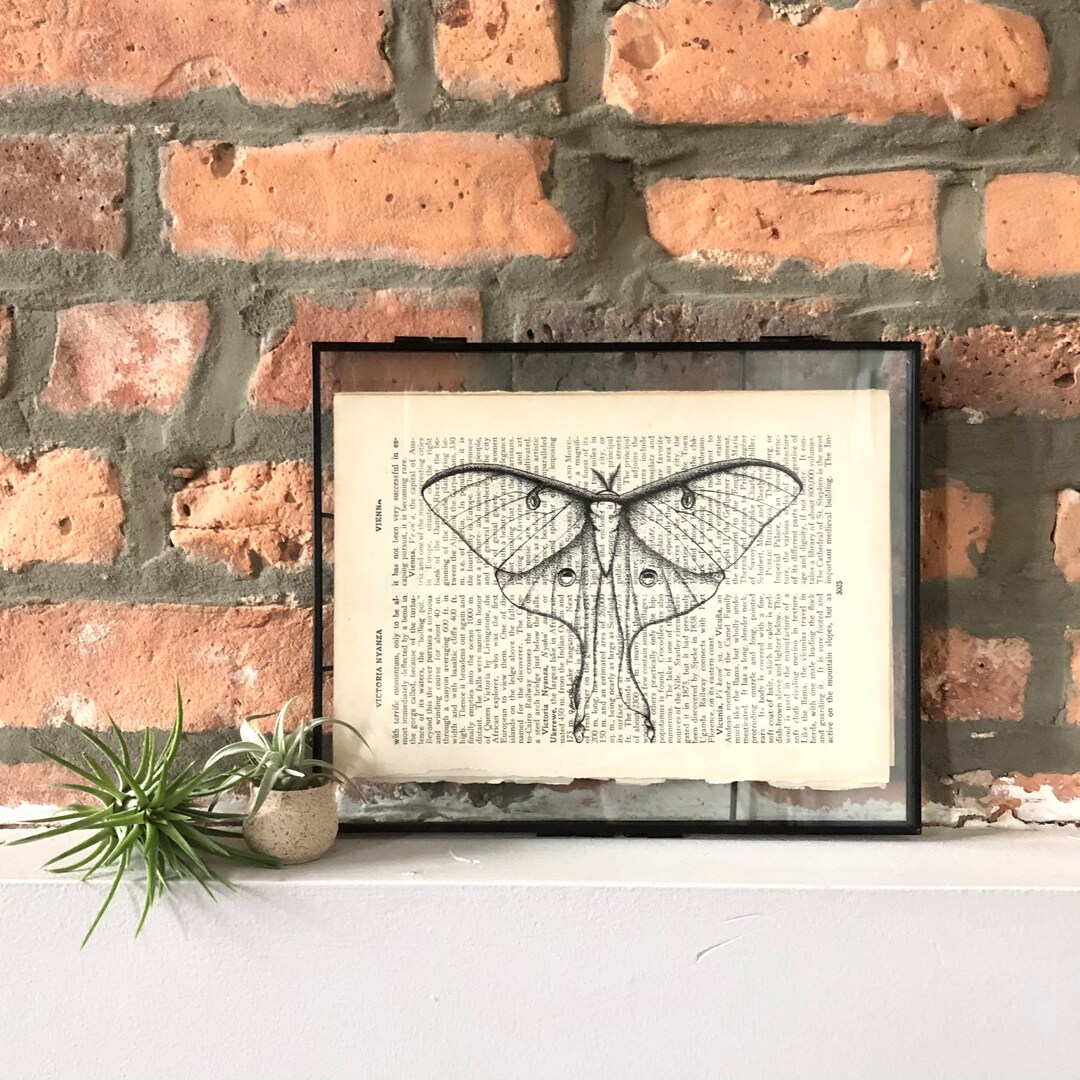 Luna Moth: Original Pen and Ink Drawing - Etsy