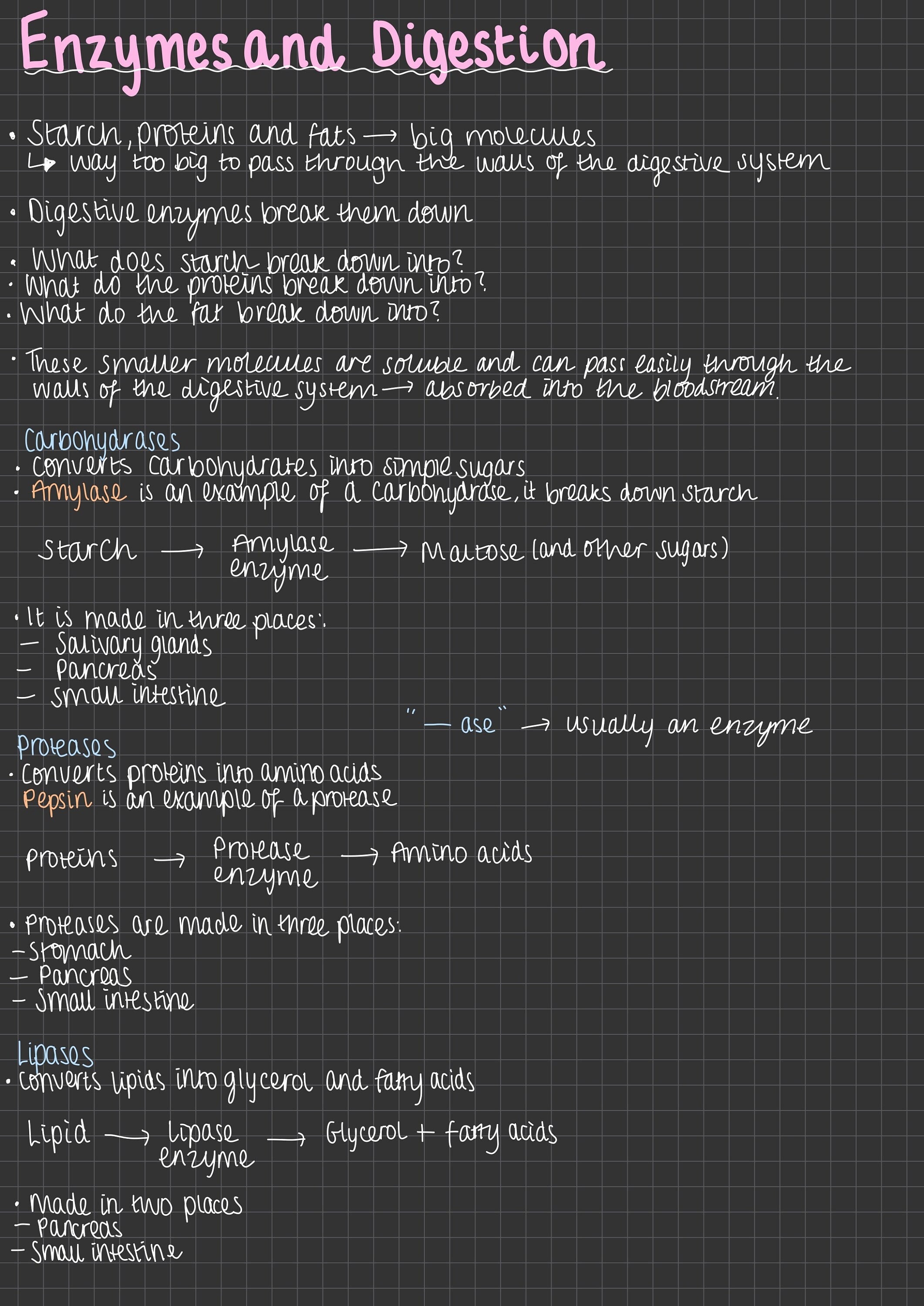 GCSE HIGHER BIOLOGY (aqa) : Revision Notes on Enzymes, Digestion, and ...