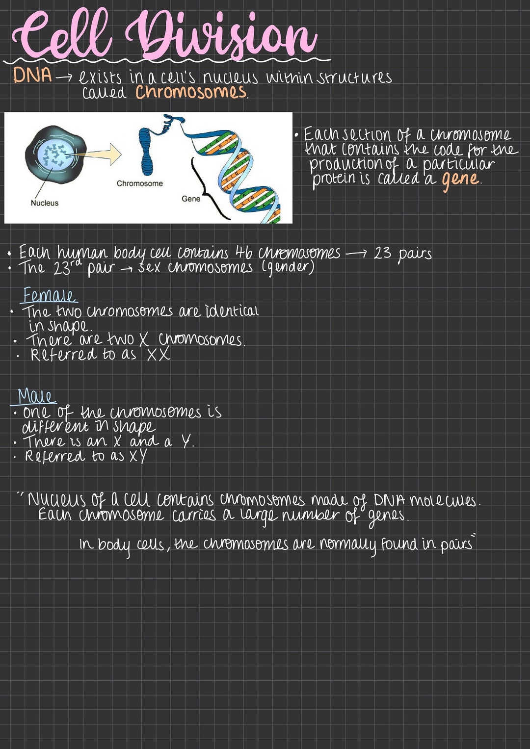 GCSE BIOLOGY HIGHER - Cell Division Notes - Etsy