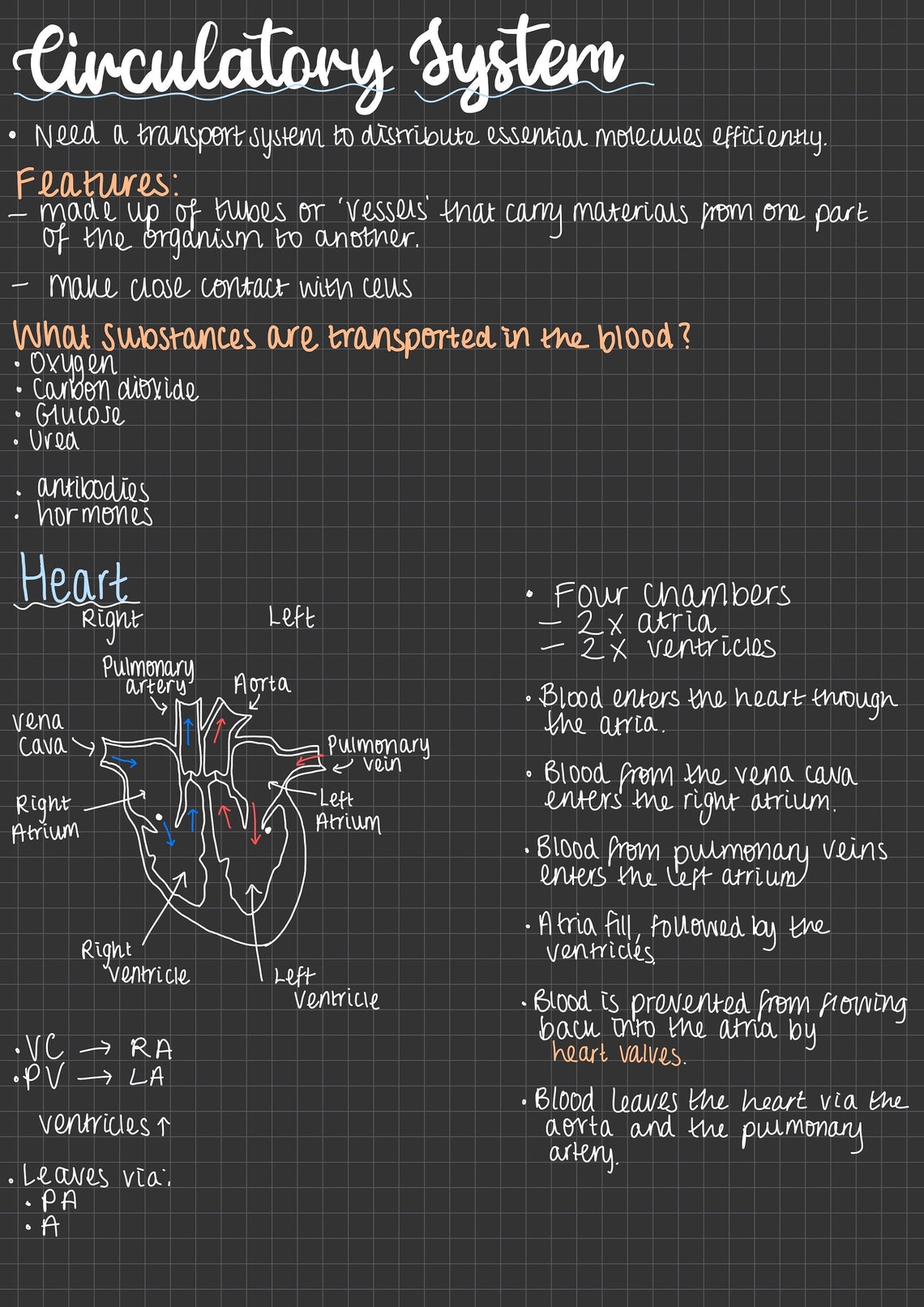GCSE BIOLOGY NOTES - Circulatory System - Etsy