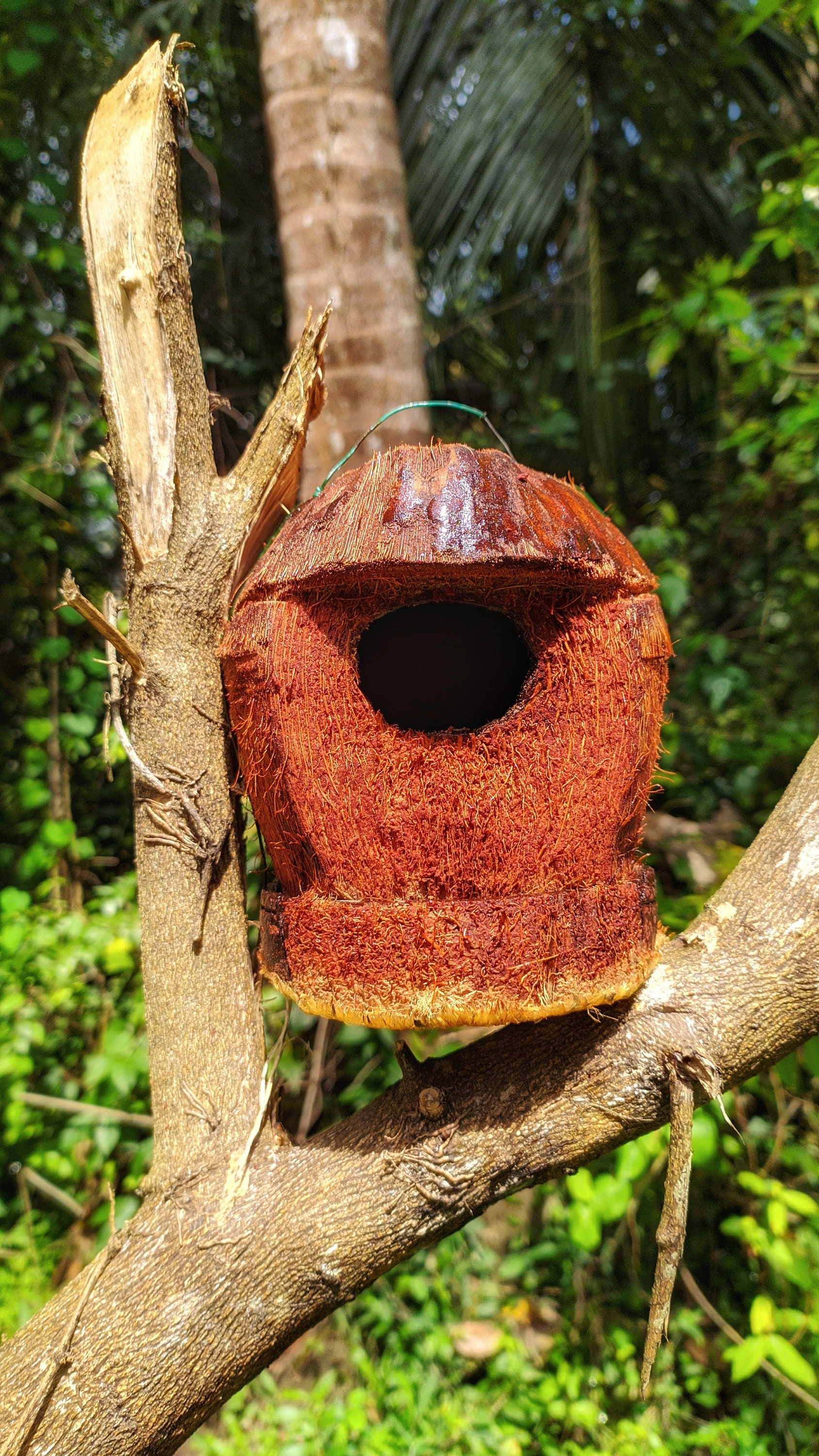 Coconut Bird Nest Birdhouse Handmade - Etsy