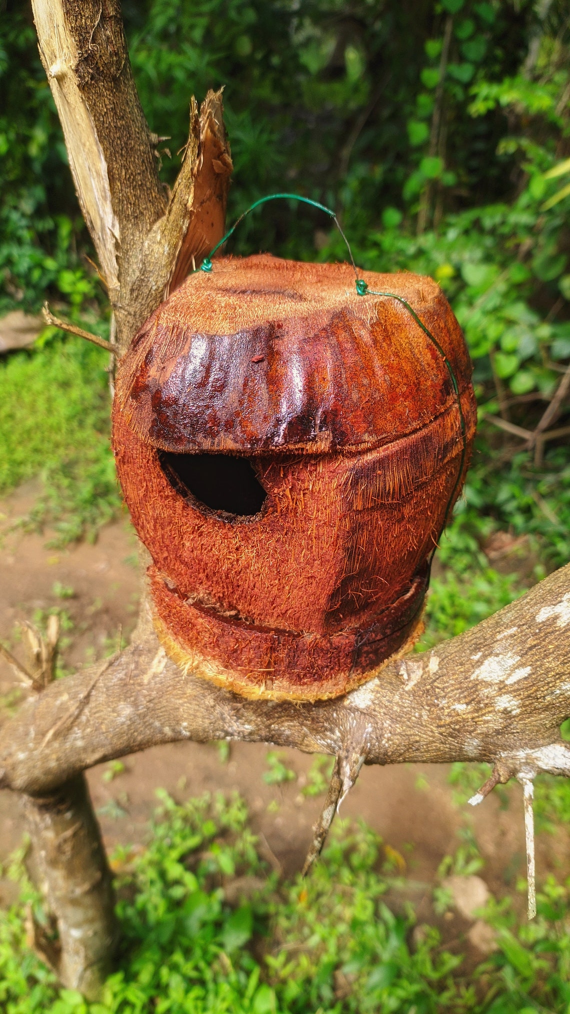 Coconut Bird Nest Birdhouse Handmade - Etsy