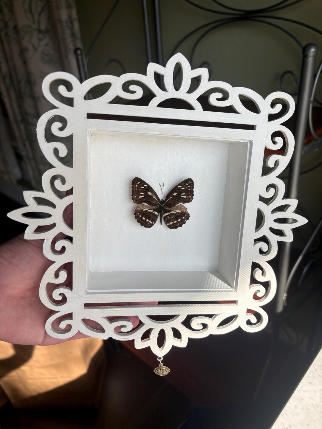 Real Framed Butterfly: Spotted Sailer in White Homemade Frame With ...