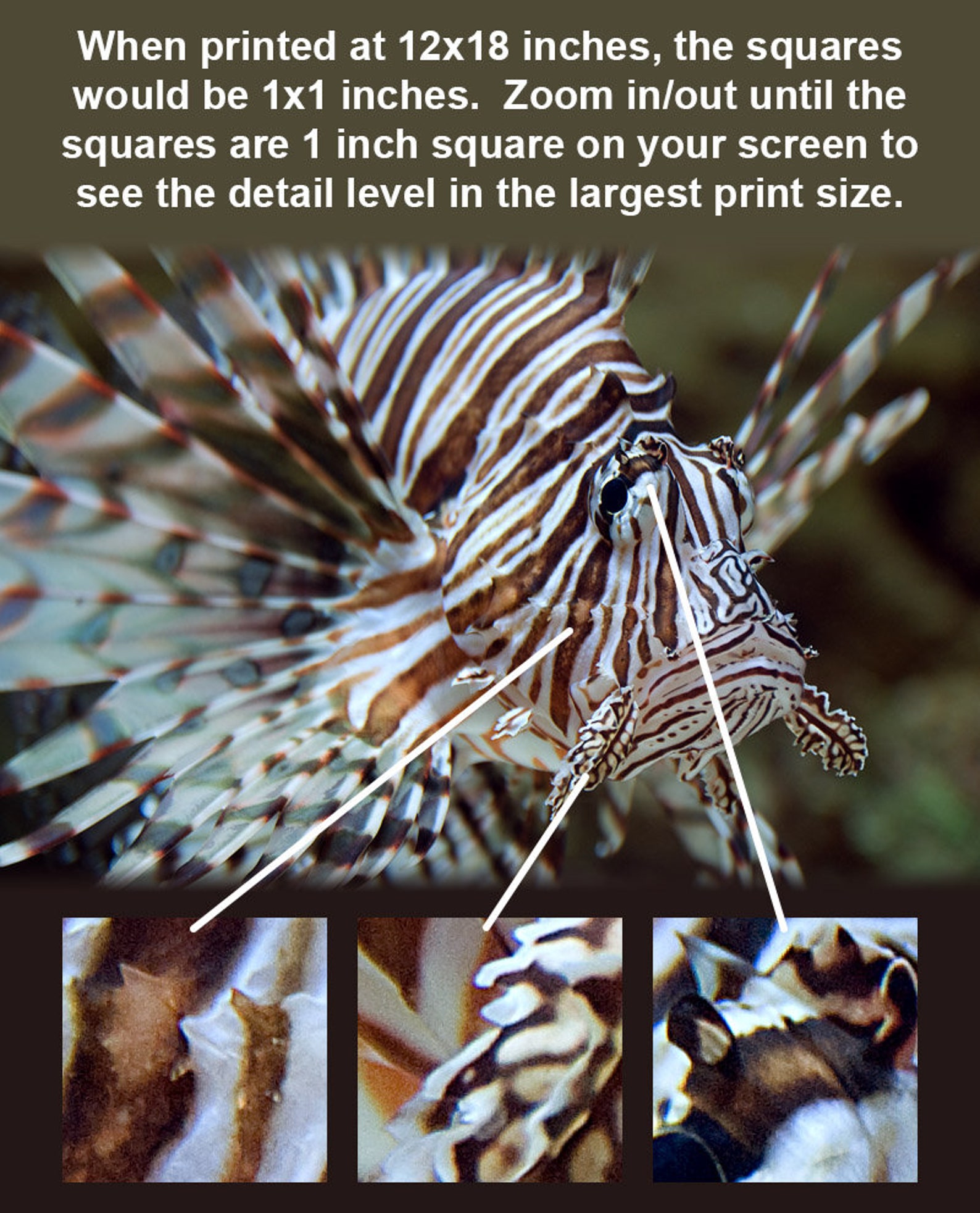 Lionfish Photography Print -- Tropical Fish, Sea Life, Ocean Life ...
