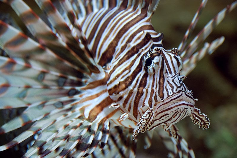 Lionfish Photography Print -- Tropical Fish, Sea Life, Ocean Life ...