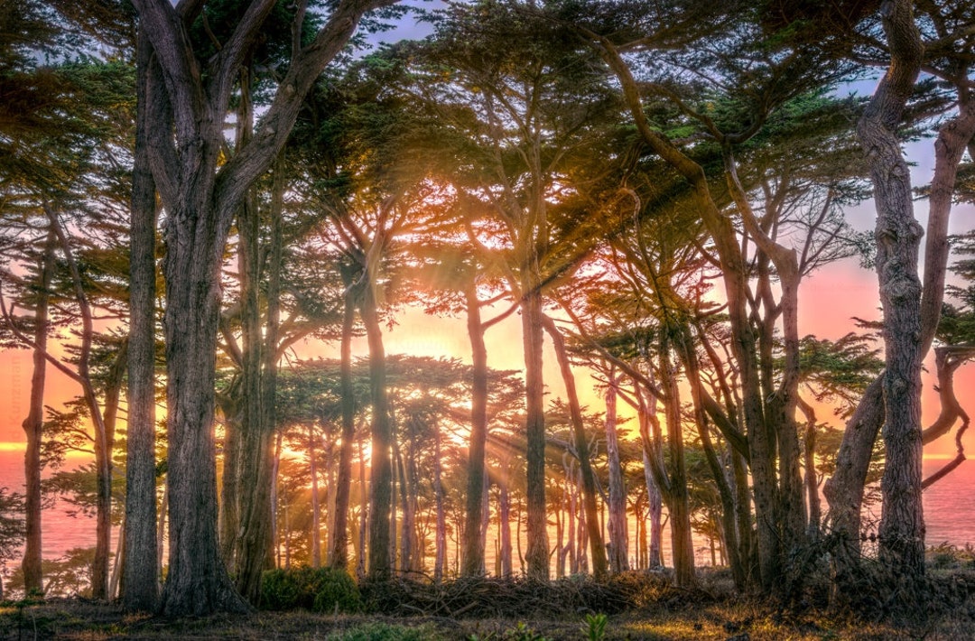 Colorful Sunset Through Trees — Sunbeams at Dusk, Nature Photography ...