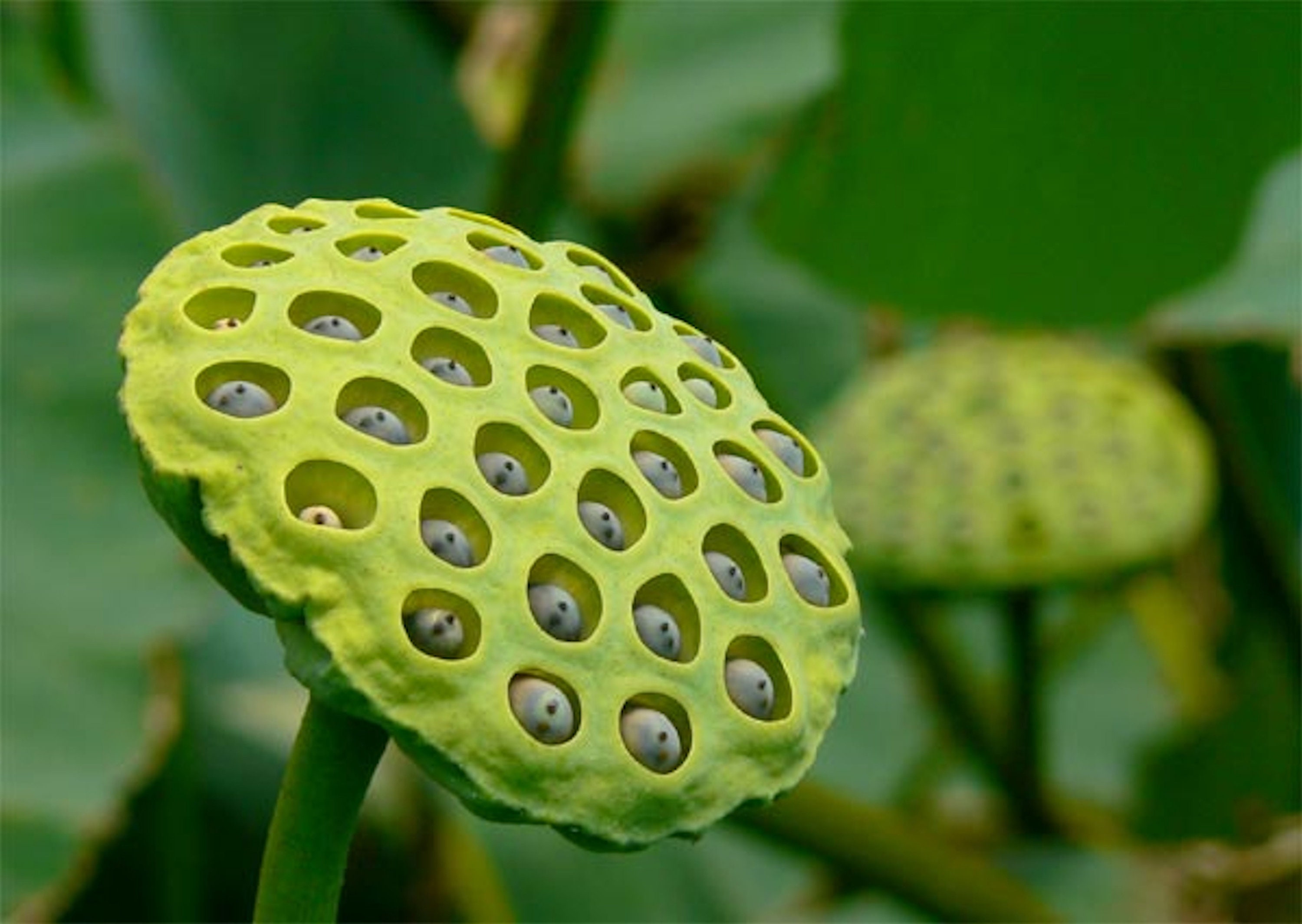 Lotus Pod Make Silicone Veiner Molds, Artificial Flower, Cake ...