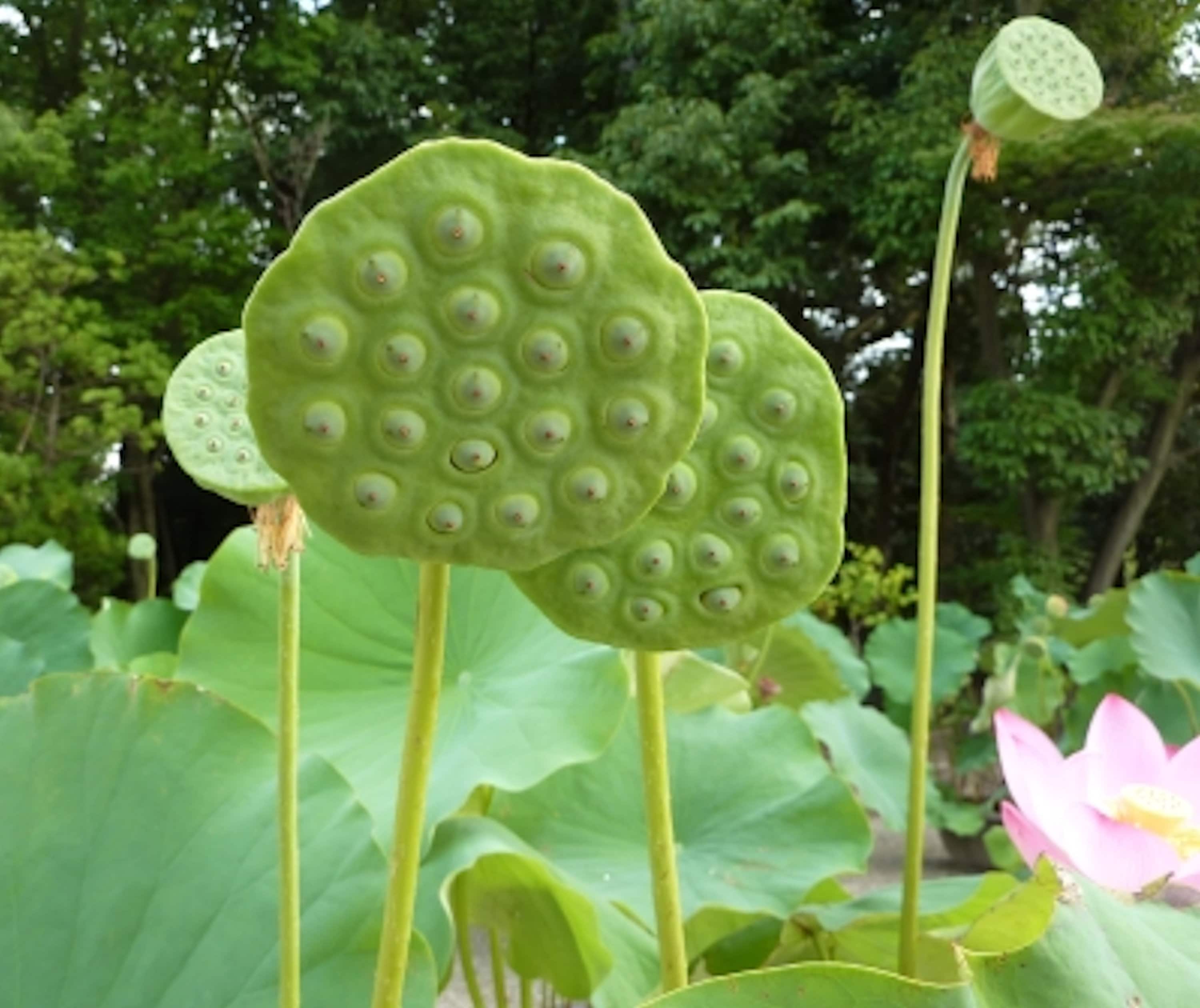 Lotus Pod Make Silicone Veiner Molds, Artificial Flower, Cake ...