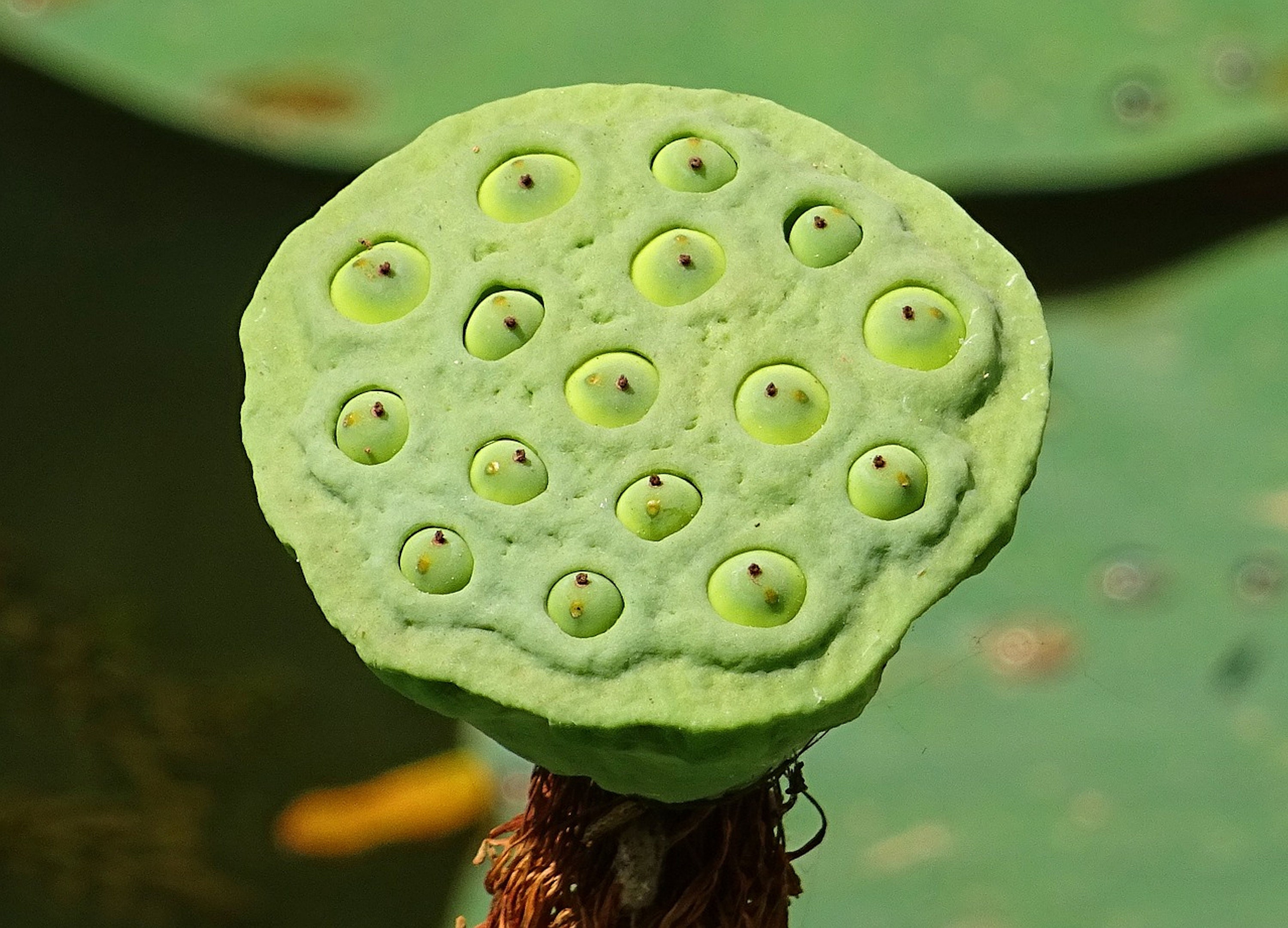 Lotus Pod Make Silicone Veiner Molds, Artificial Flower, Cake ...
