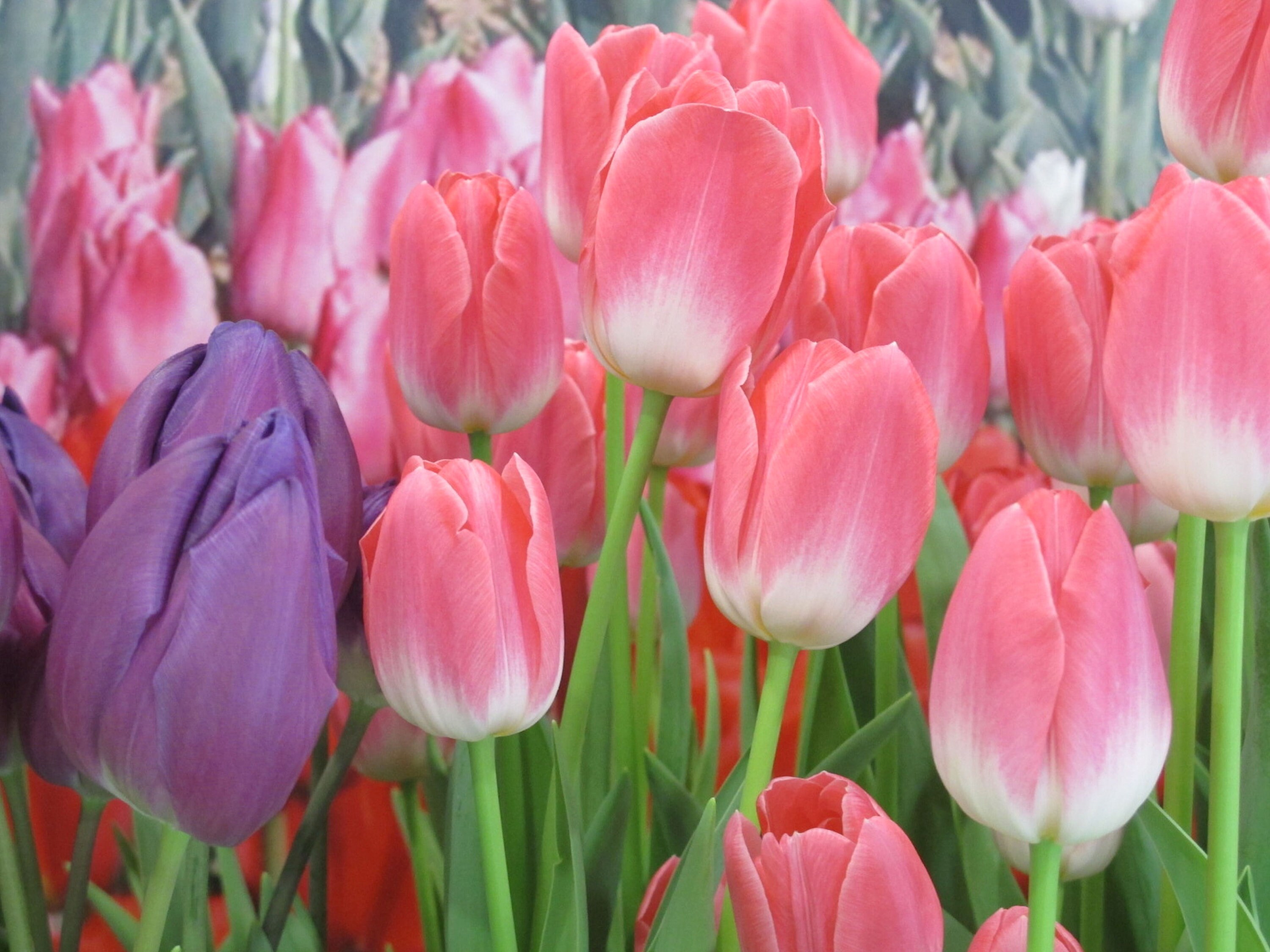 Ak071 Resin Veiner Molds, Tulip Flower ,clay Flowers, Gum Paste, Cake ...