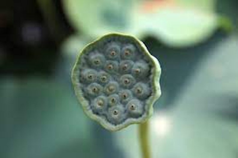 Lotus Pod Make Silicone Veiner Molds, Artificial Flower, Cake ...