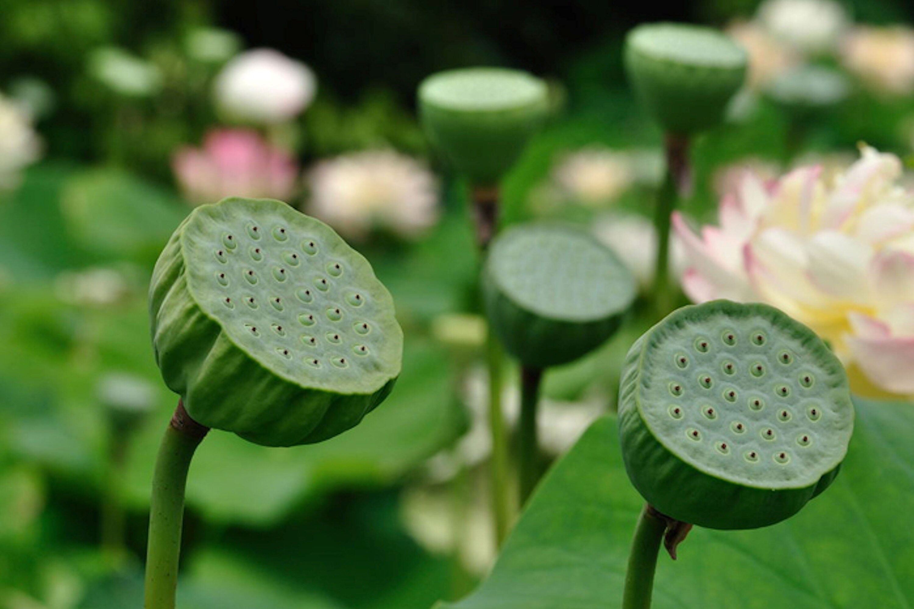 Lotus Pod Make Silicone Veiner Molds, Artificial Flower, Cake ...