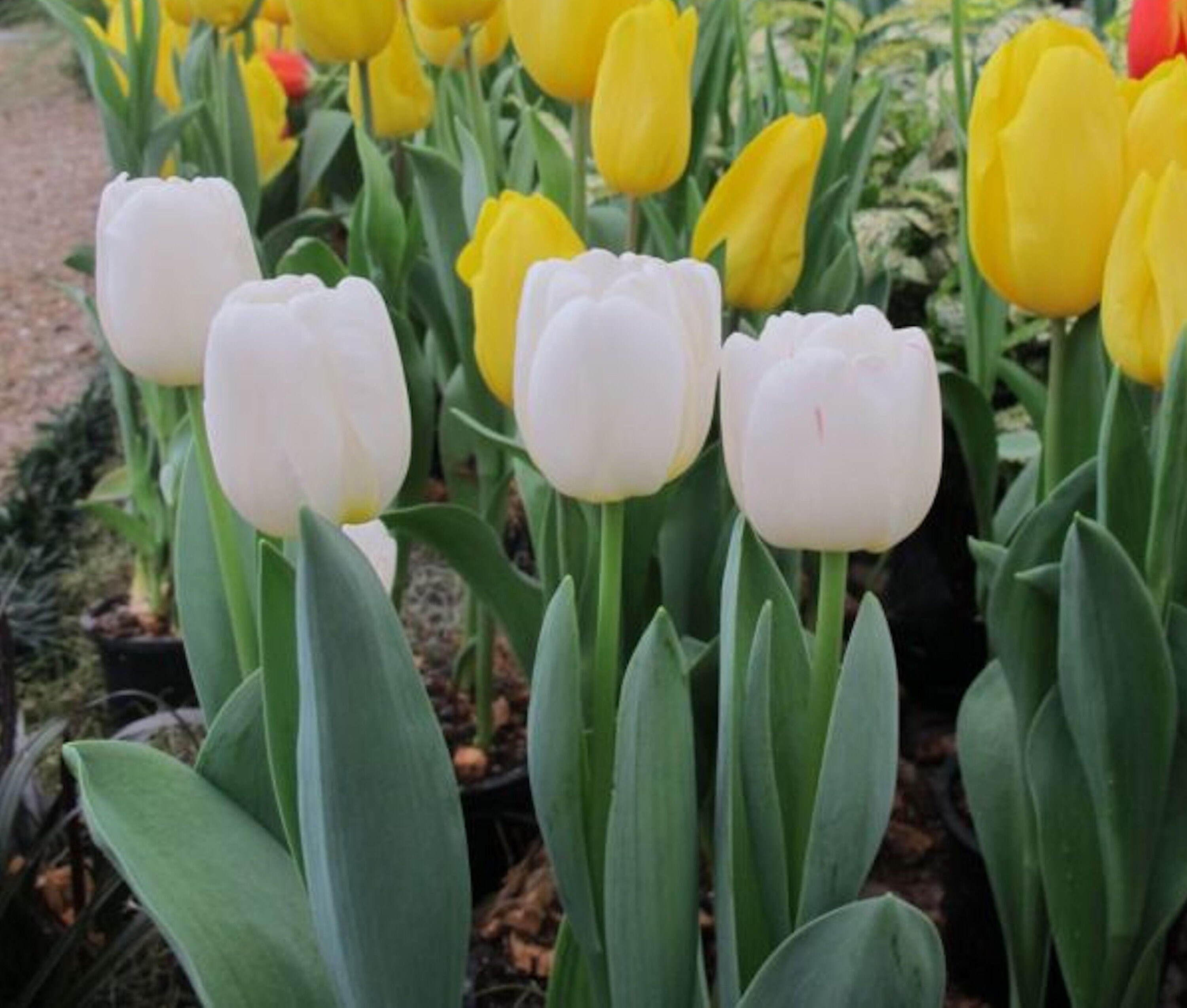 Tulip Leaf Resin Veiner Molds, Clay Flowers, Gum Paste, Cake Flowers ...