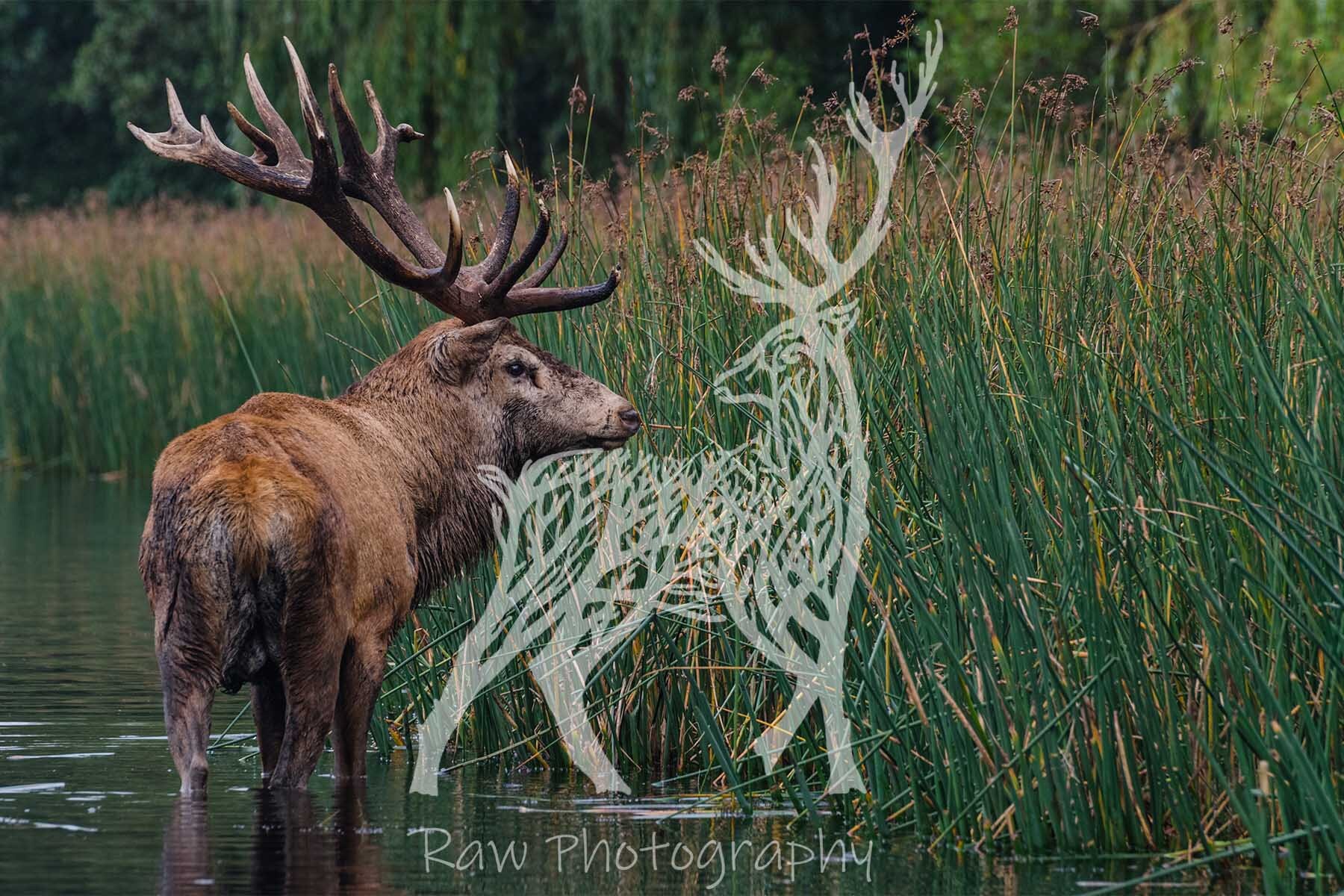 Red Deer Stag Paddling Mounted Print (200mm X 150mm). Red Deer Print ...