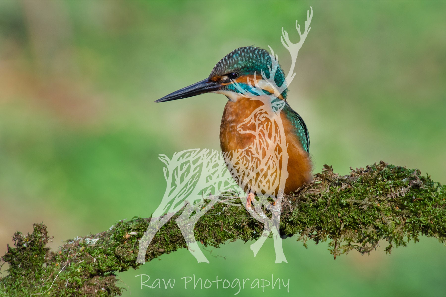 Impresión de pez rey verde (200 mm x 150 mm), pescador rey, foto de ...