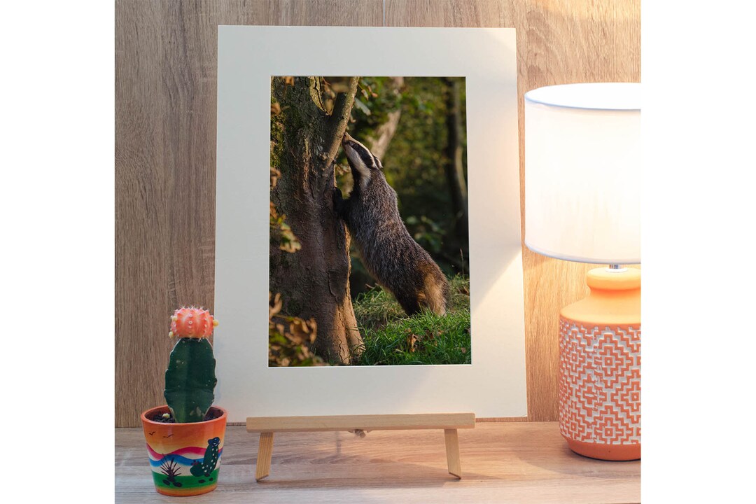 Badger in Yoga Position Photo Print 303mm X 406mm Badger Photo, Mounted ...