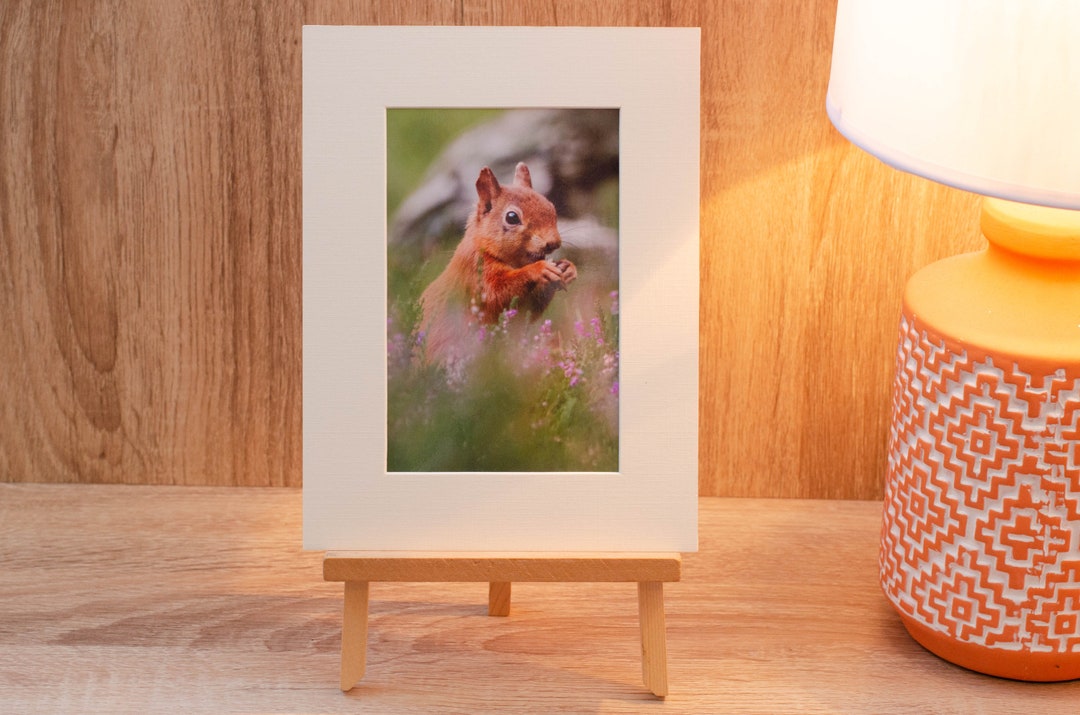 Red Squirrel Sideways Pose Print 200mm X 150mm. Red Squirrel - Etsy