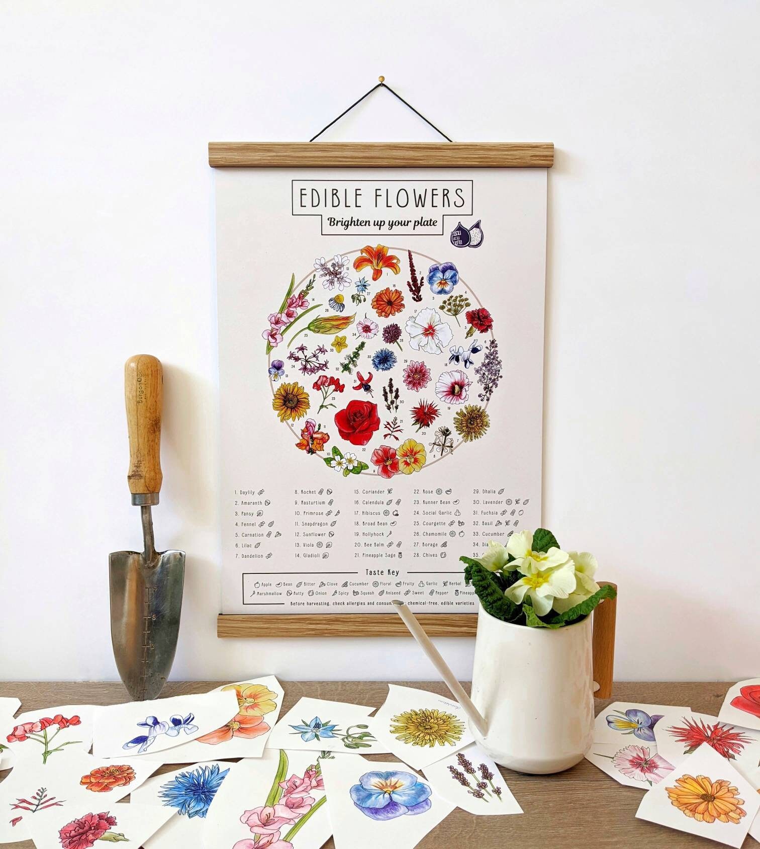 Edible Flowers Chart: A3 Poster /illustrations / Kitchen Art ...