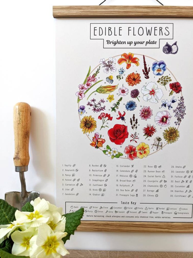 Edible Flowers Chart: A3 Poster /illustrations / Kitchen Art ...