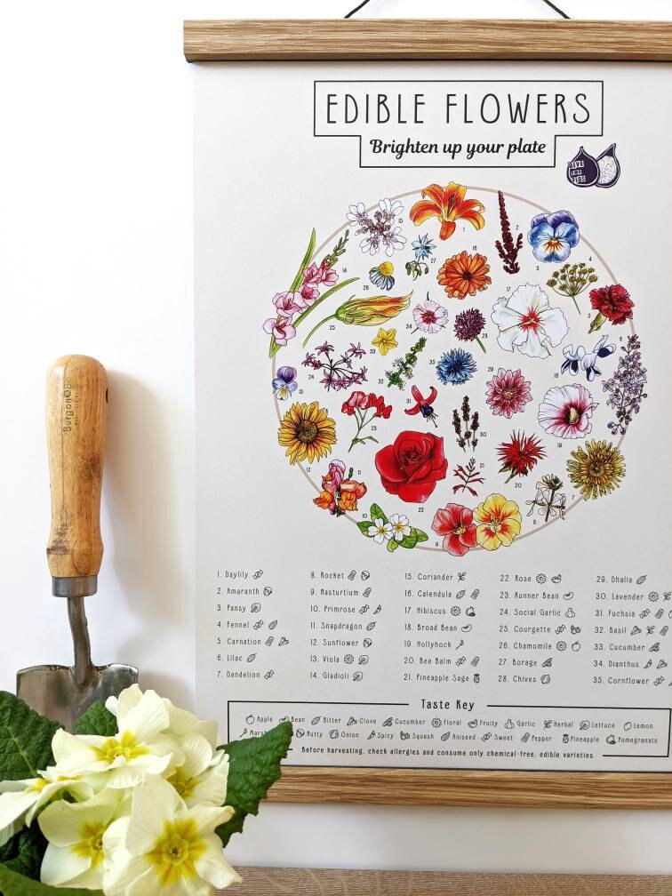Edible Flowers Chart: A3 Poster /illustrations / Kitchen Art ...