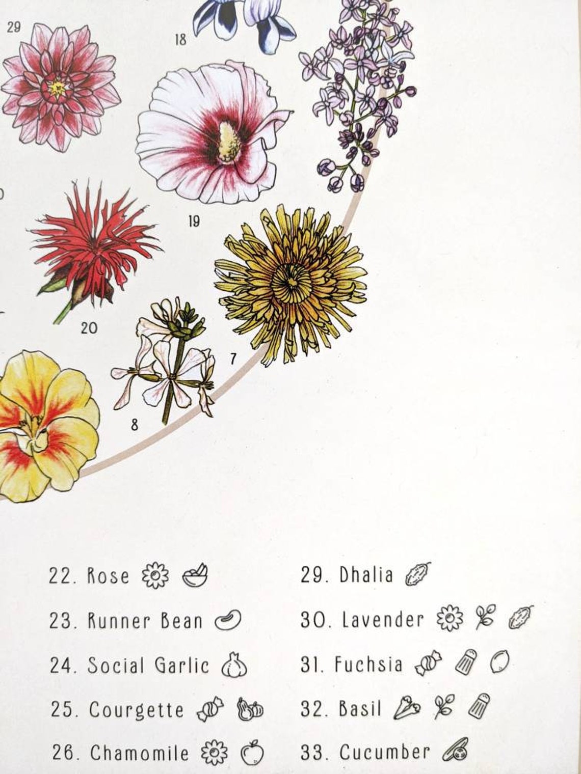 Edible Flowers Chart: A3 Poster /illustrations / Kitchen Art ...
