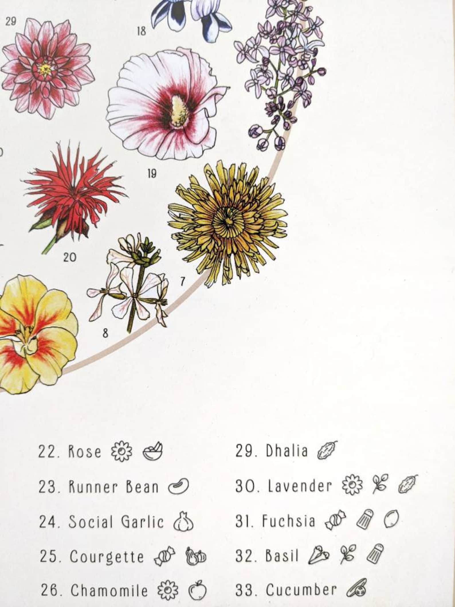 Edible Flowers Chart: A3 Poster /illustrations / Kitchen Art ...