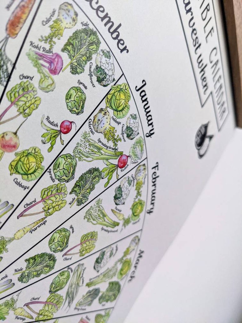 Seasonal Vegetable Harvesting Calendar Chart- an A3 Print on 100% ...