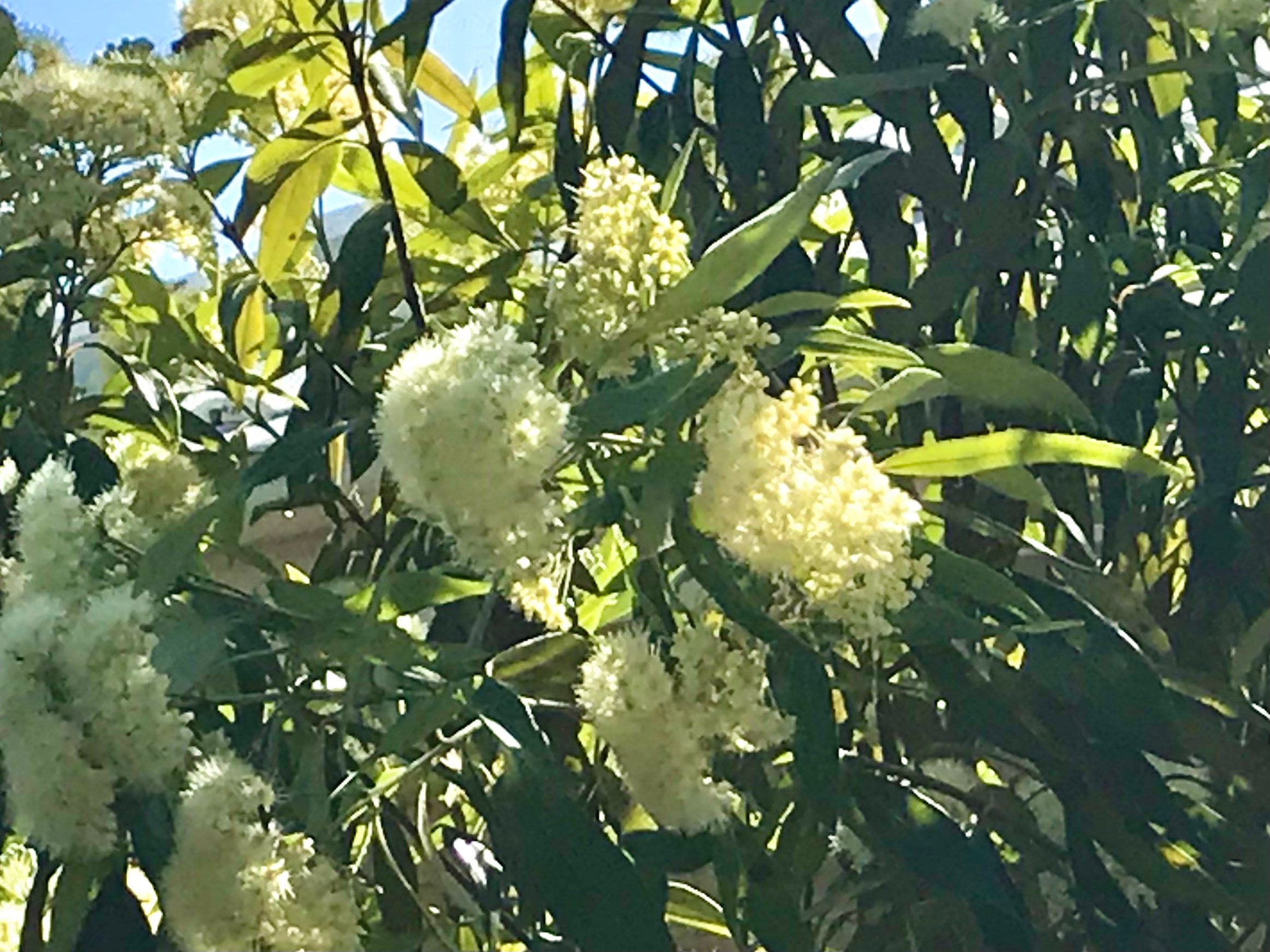 I am Abundant - Lemon Myrtle Flower Essence, Citrine Crystal Aura Mist ...